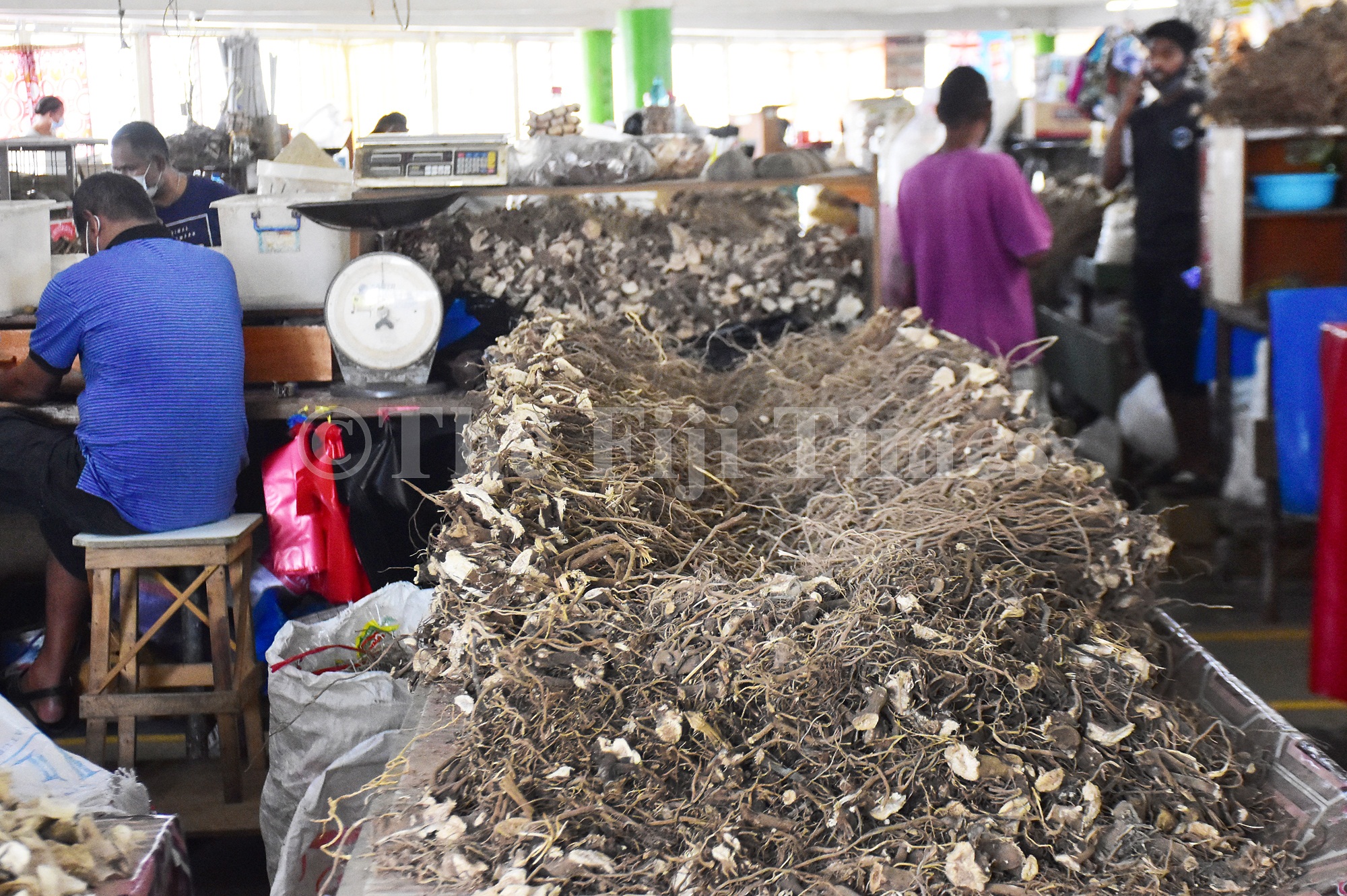 The Fiji Times » Agri census report: $1.9bn worth of yaqona planted in Fiji