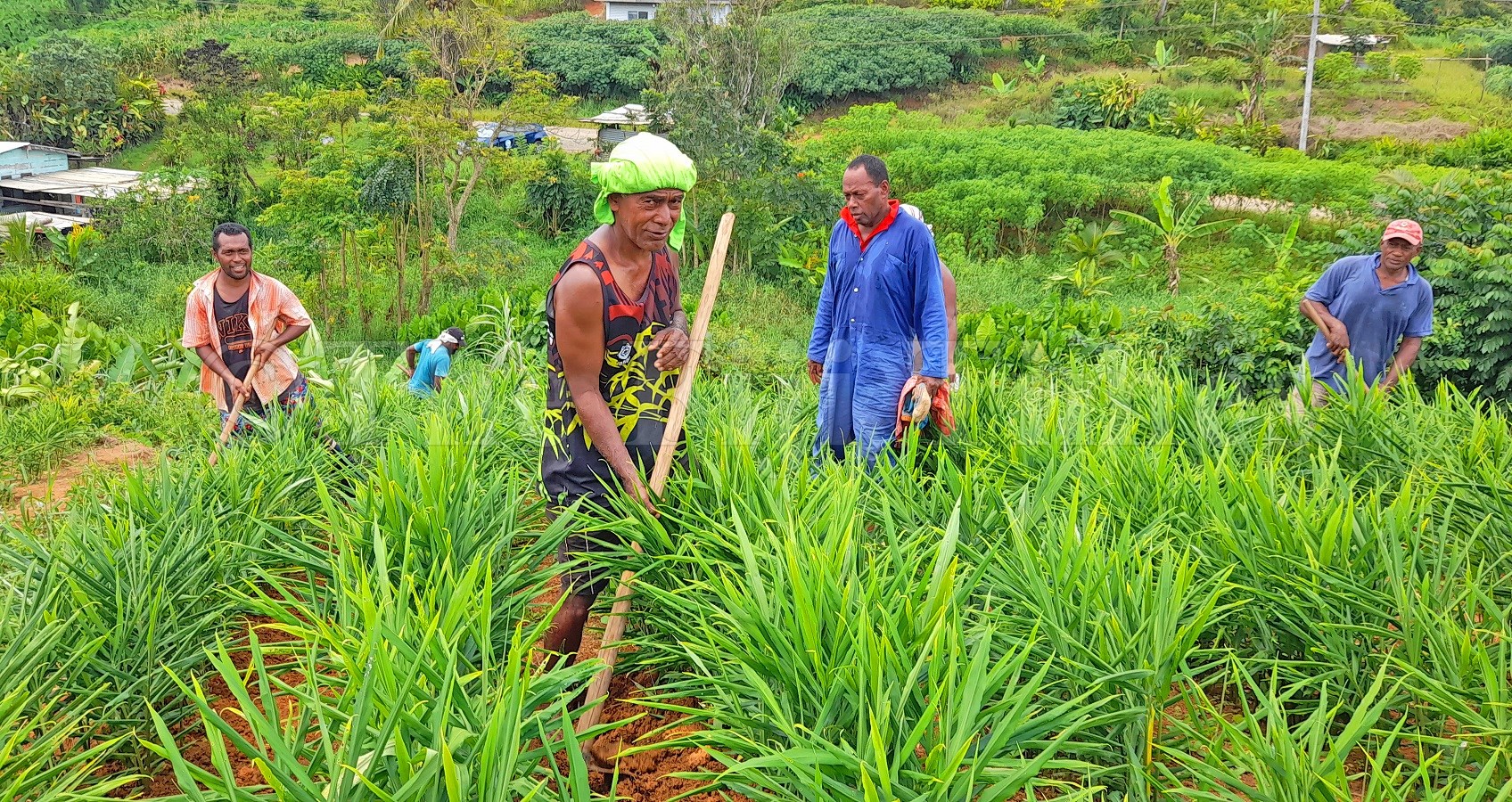 The Fiji Times » Ginger farming – Church expects a $10k harvest this ...