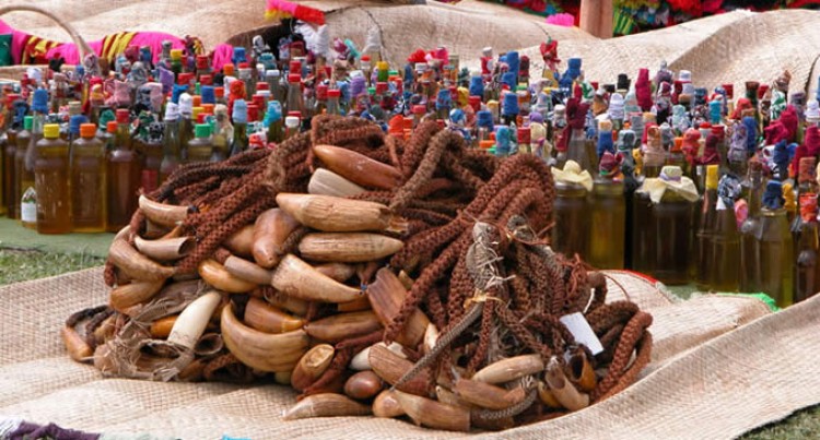 The Fiji TimesBack in history: The value of tabua - The Fiji Times