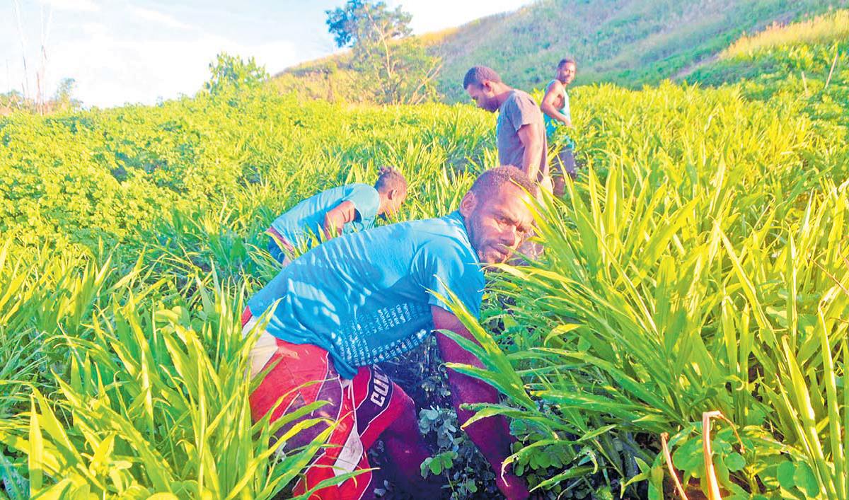 The Fiji Times » New package for Fijian ginger farmers
