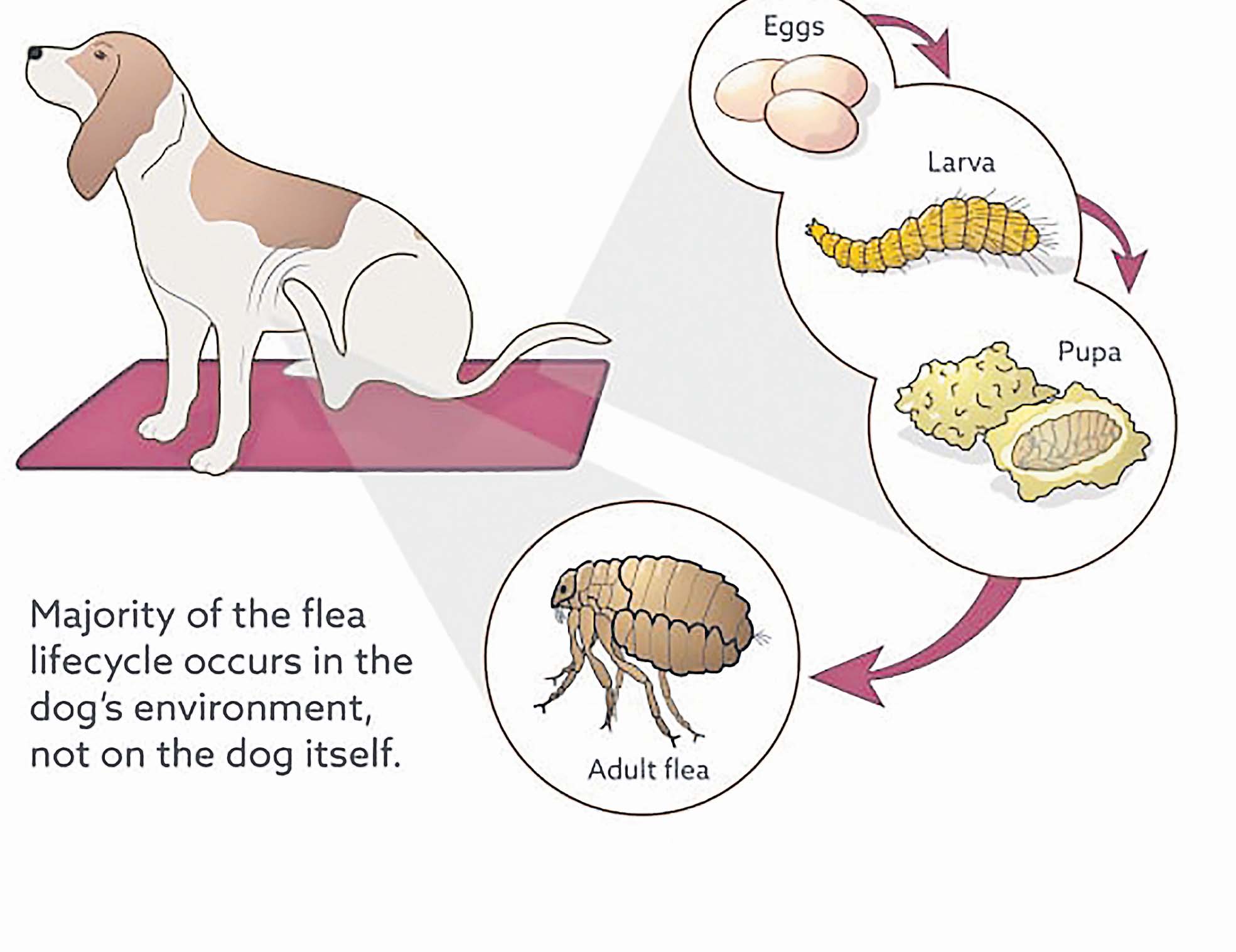 What Happens To Dogs With Fleas