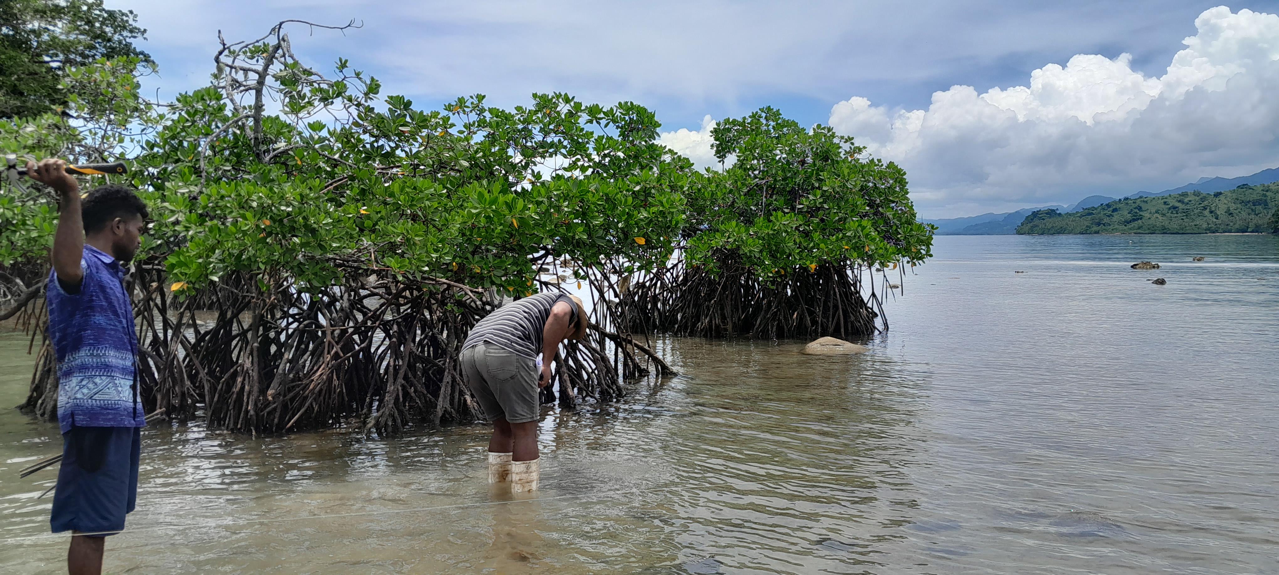 Usfijitimes | Rehabilitation project: Pledge to plant more than 25 hectares of mangroves