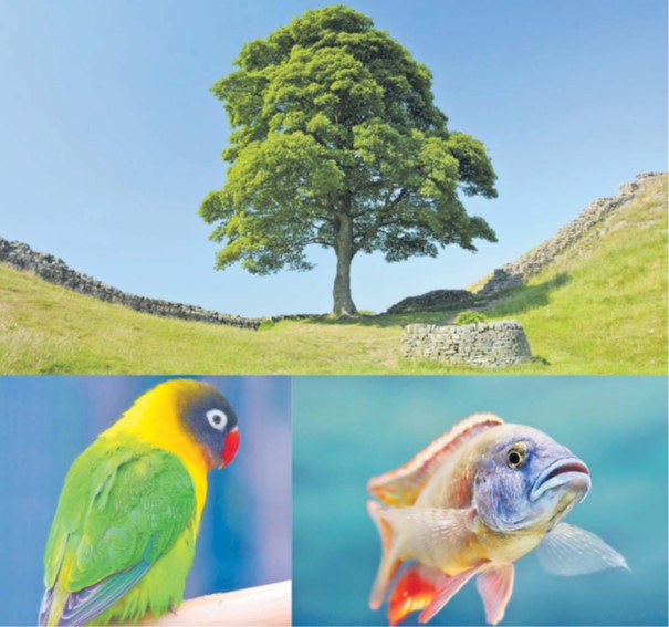 Usfijitimes | Totems and their meanings